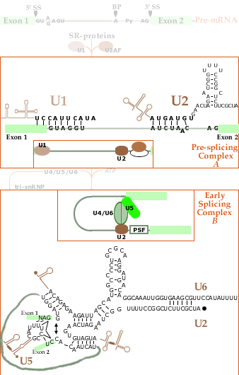 Splicing - Detailed Scheme